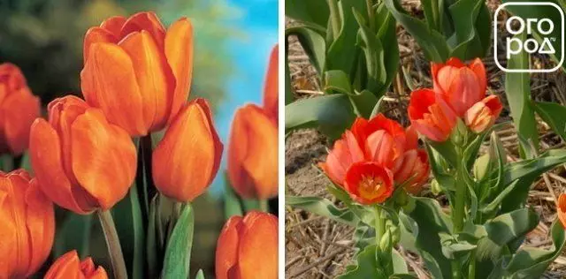 Tulipes de bouquet taronja (bouquet taronja)