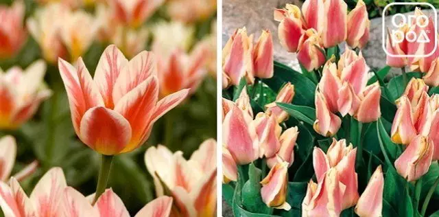 Tulips ya Quebec (Quibek)