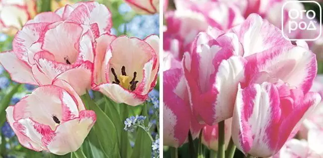 Tulips Rosy Bouquet (Rosie Bouquet)
