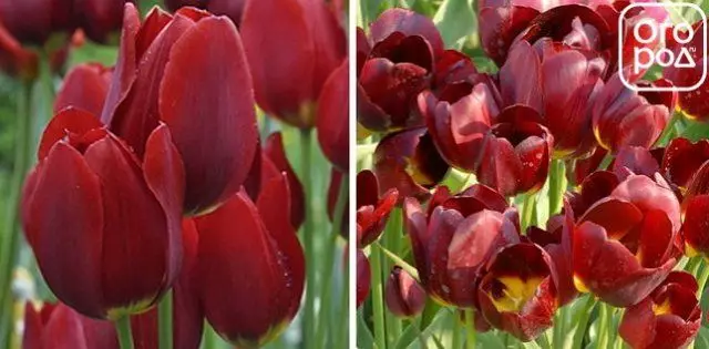 Wallflower Tulips (Wallfauer)