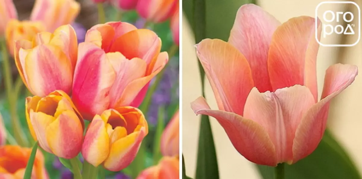 Tulips Candy კოცნა (Candy Kisers)