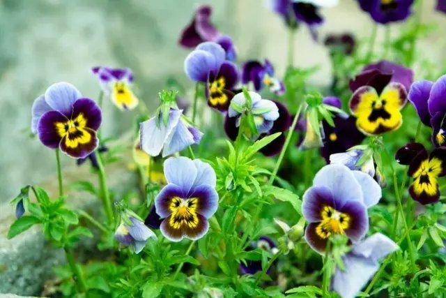 viola, ຫຼື pansies