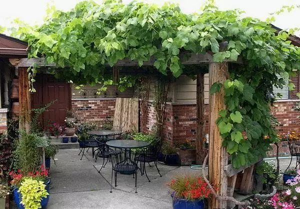 Patio taħt Pergola.