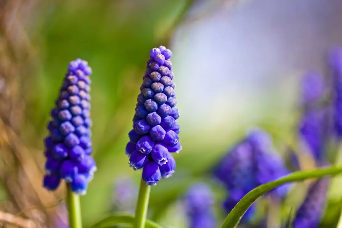 Muscari.