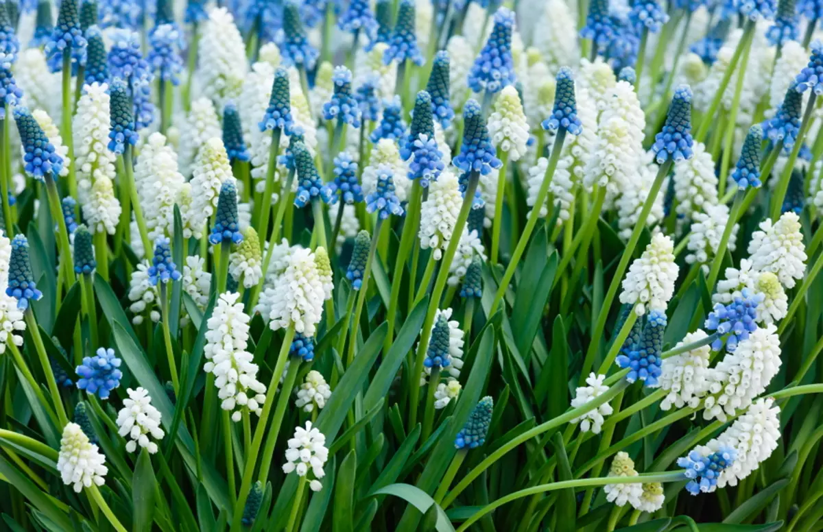 Muscari