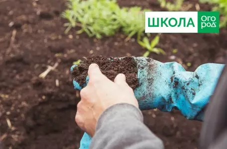 Flowerbed en un campo limpio: cómo hacer y qué plantar 3541_7