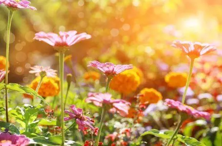 Vi har orden på blomsterbedet: Hvordan oppdatere den gamle lanserte blomsterhagen 3542_8