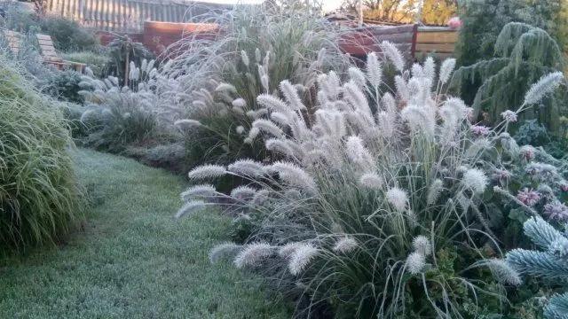 Pennisetum Flash Variety Hameln (Hameln)