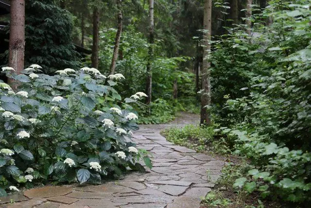 HYDRANGEA Dara Tree White House (Dome White)