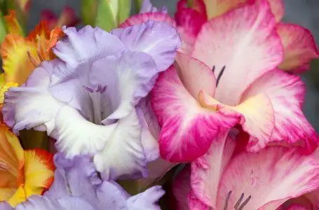 Pri kopanju žarnic gladiolusa v jeseni in kje jih shranite do pomladi 3546_1