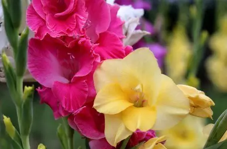Apabila menggali mentol gladiolus pada musim gugur dan di mana untuk menyimpannya sehingga musim bunga 3546_7