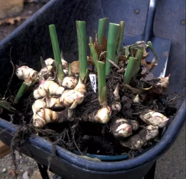 Tubers Cannes