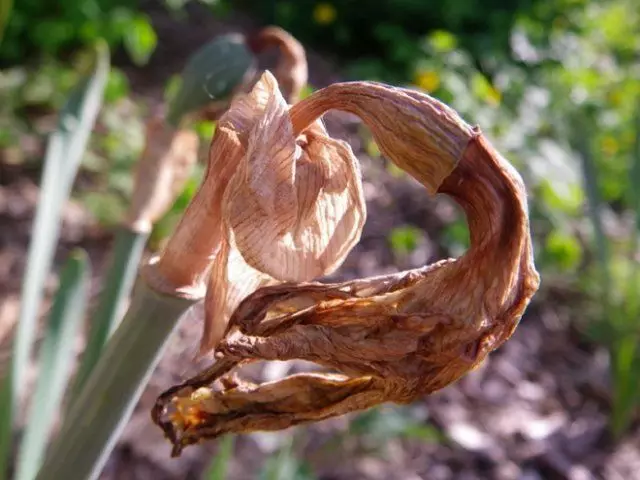 Strålende blomst narcissa.