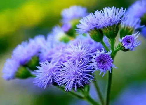 Ageratum.