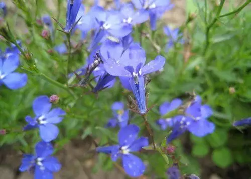 lobelia.