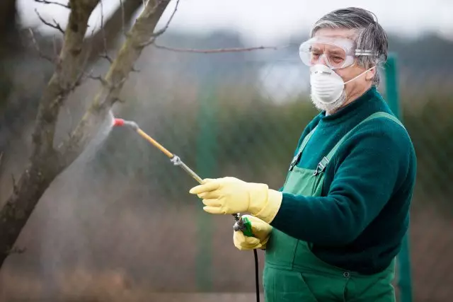 Menggunakan bahan kimia di kebun / kebun: tukang kebun menerapkan insektisida / pupuk untuk buah semak, menggunakan sprayer