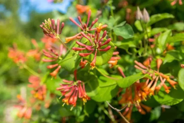 honeysuckle honeycomb