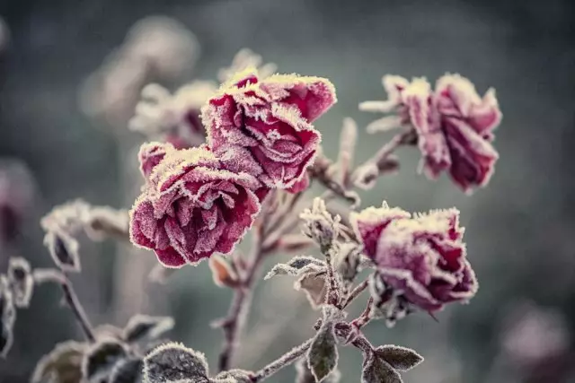 Rose Shelter voor de winter