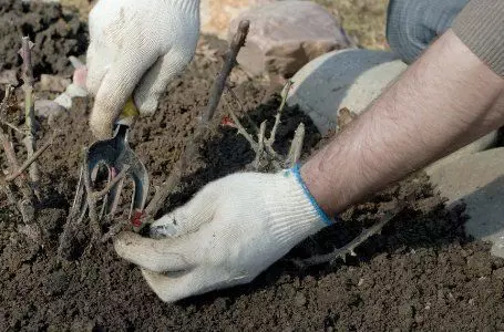 Por que as rosas non florecen: 9 razóns máis frecuentes 3564_21