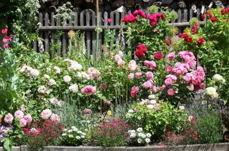 Pourquoi les roses ne fleurissent-elles pas: 9 raisons les plus fréquentes 3564_25