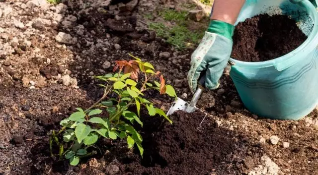 Soil para Rose.