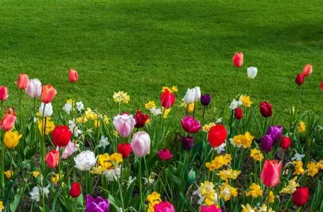 Cama de flores con tapa, o cómo se hace: opción con anual 3568_1