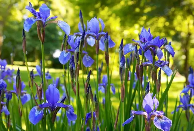 鸢尾花