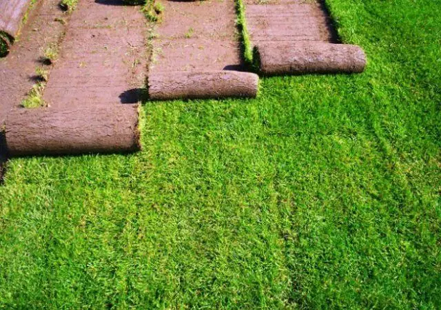 圧延芝生を敷設する方法：段差バイパスのプロセスの技術と説明 3576_7