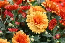 Chrysanthemum