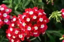 verbena.