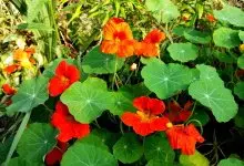 nasturtium.