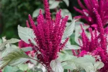 Amaranth