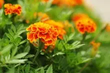 Marigold.