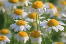 Camomile farmasi *