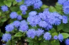 Ageratum.