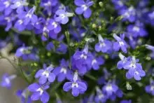 lobelia