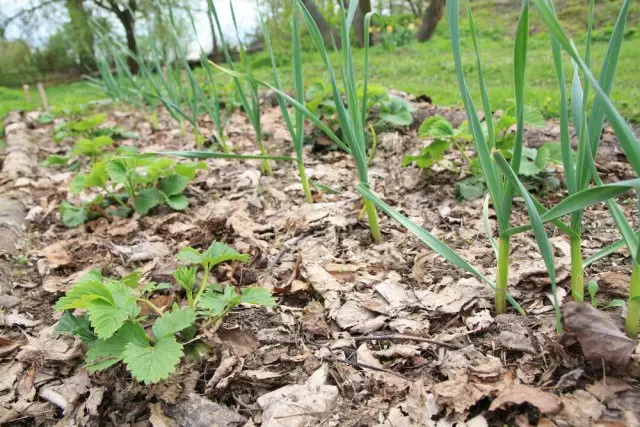 mulch ពីស្លឹក