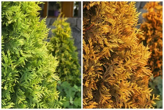 Thuja preklopljena klasa Amber Waevz