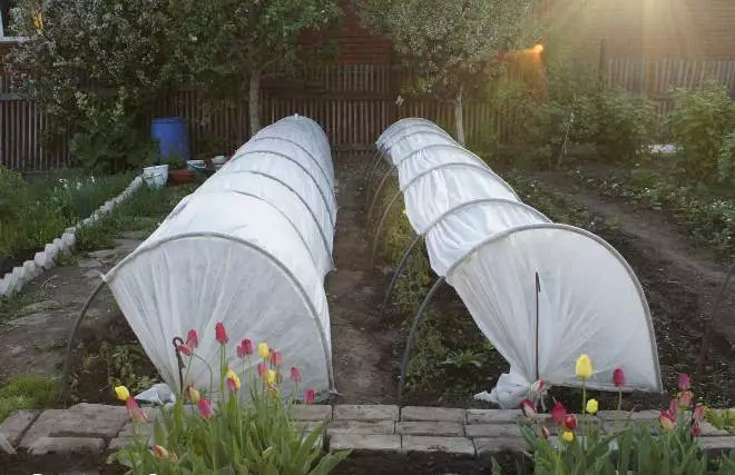 Greenhouses on the plot