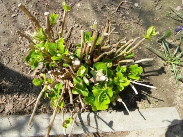 Pruning Hydrangea