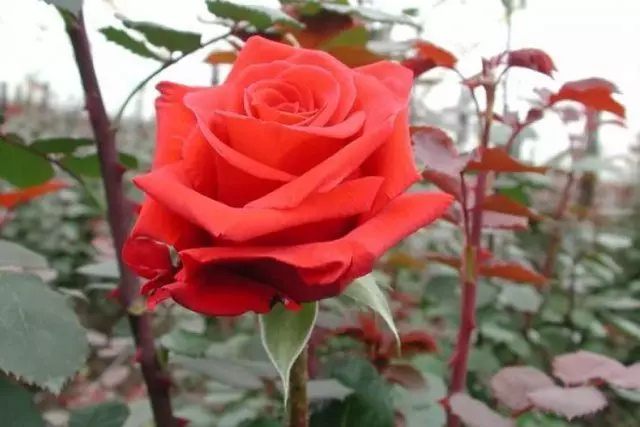 चिया-हाइब्रिड गुलाब रेड बेर्लिन (रातो बर्लिन)