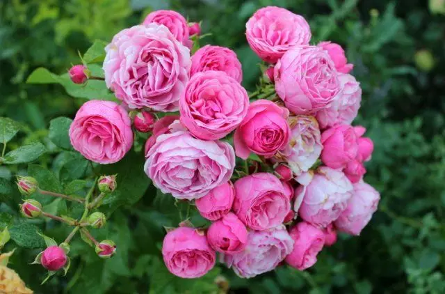 Rose Folo Turnic Pomponella (Pomponella)