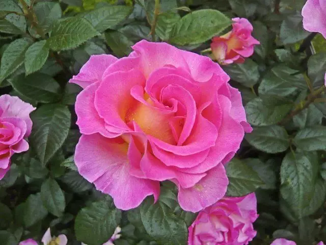 Роуз розова рај (розова рај)