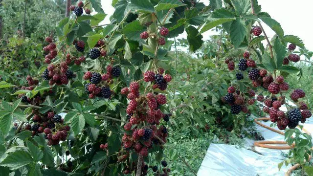 BlackBerry kolları