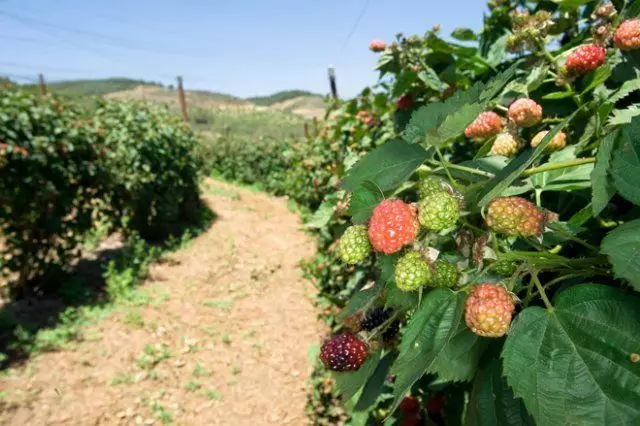 Planting blackberries