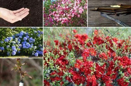 Όλα για τους κήπους Chubuschnik: Τροφοδοσία, κλάδεμα, αναπαραγωγή 3631_13