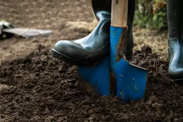 Plantando Chubushnik