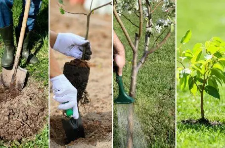 Todo sobre jardines Chubuschnik: alimentación, poda, reproducción 3631_6