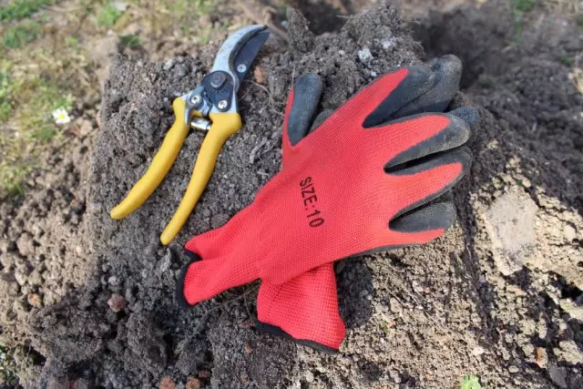 Pruning Chubutikik