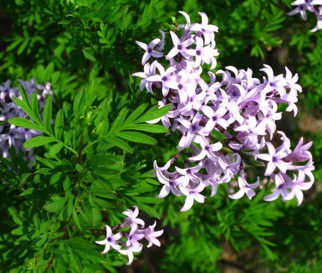 Lilac Lalac Laciniata.